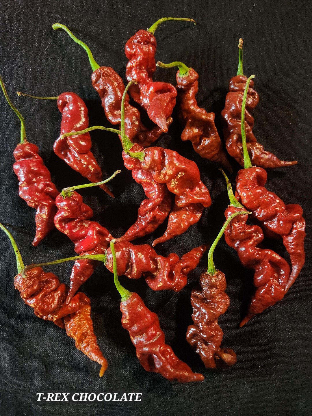 T-rex Chocolate Pepper Seeds - Etsy