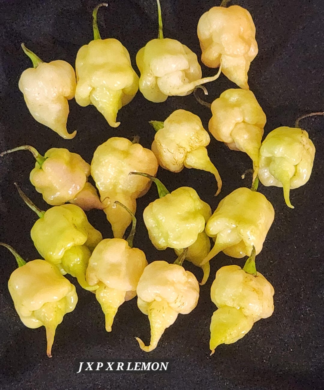J X P X R Lemon Pepper Seeds - Etsy