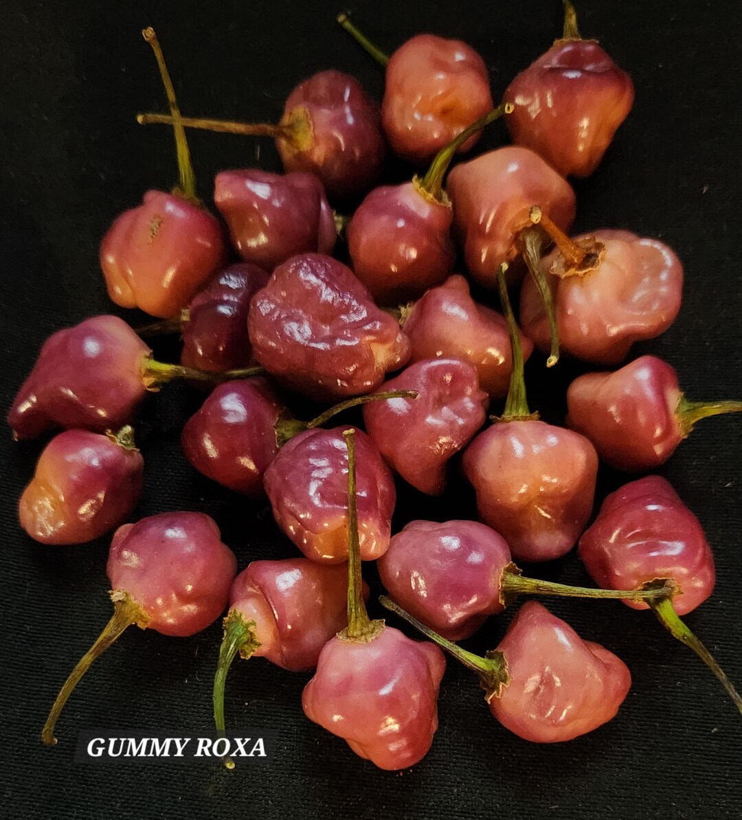 Gummy Roxa Pepper Seeds - Etsy