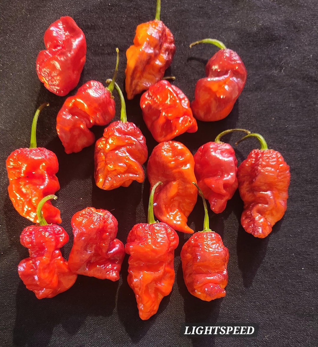 Lightspeed Ruby Pepper Seeds - Etsy