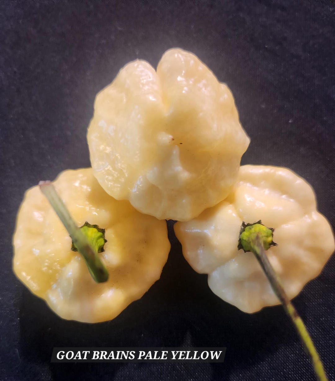 Goat Brains Pale Yellow Pepper Seeds - Etsy