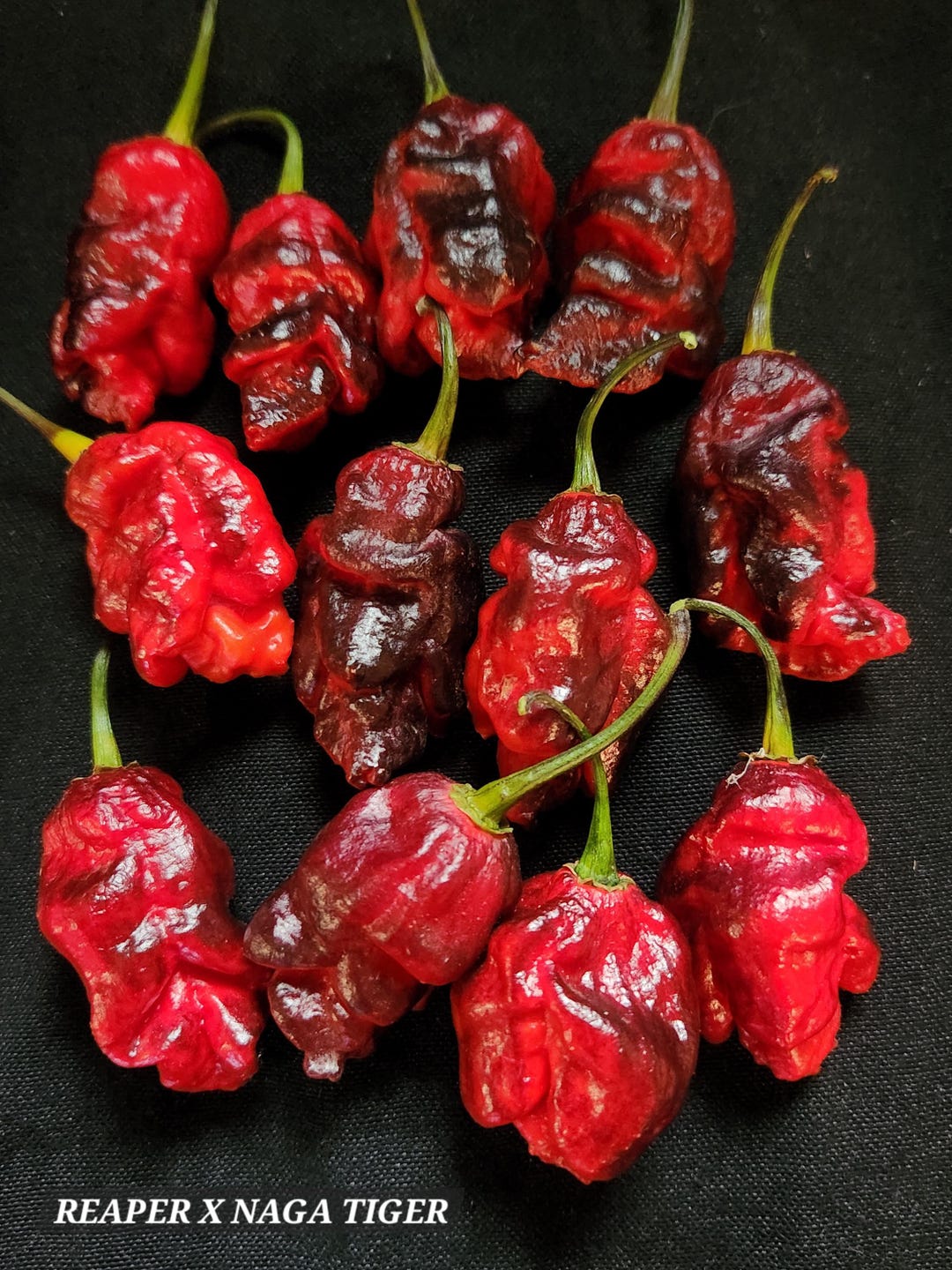 Reaper X Naga Tiger Pepper Seeds - Etsy