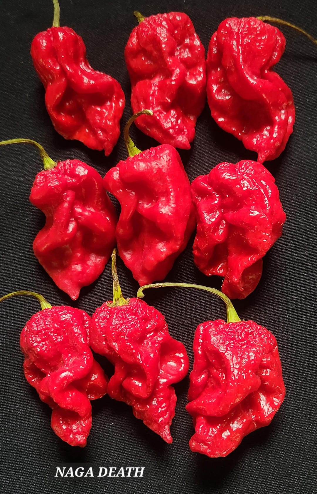 Naga Death Pepper Seeds - Etsy