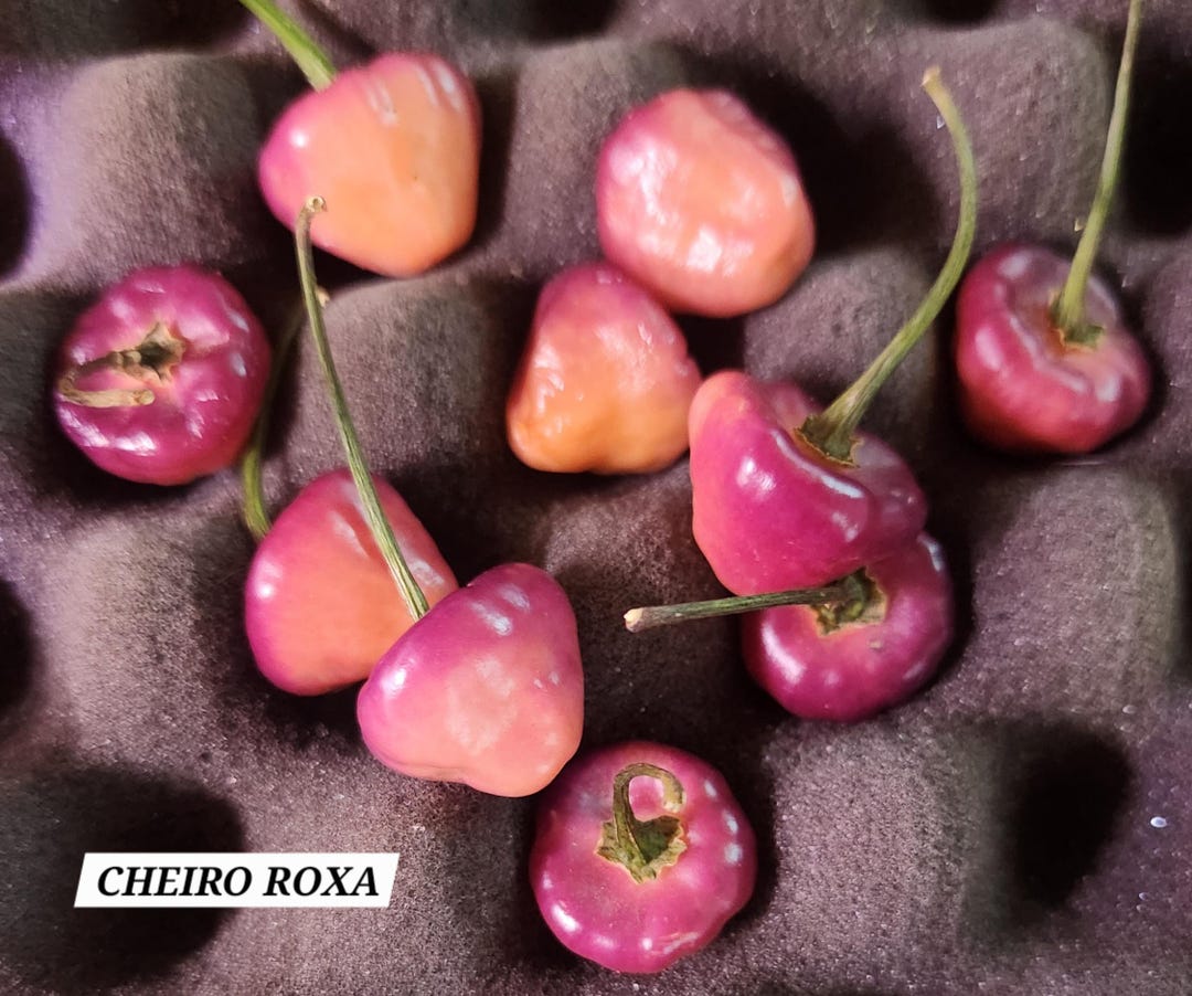 Cheiro Roxa Pepper Seeds - Etsy