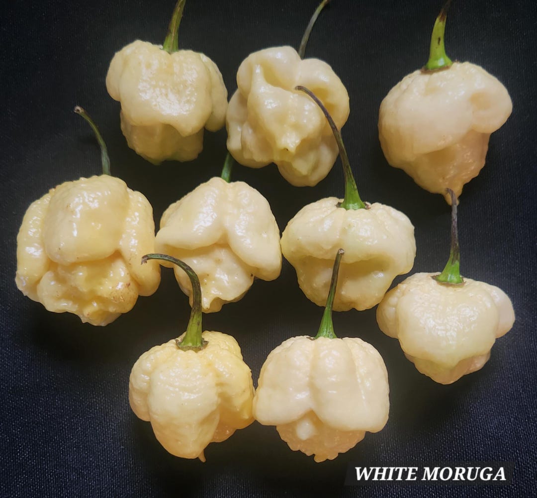 White Moruga Pepper Seeds - Etsy