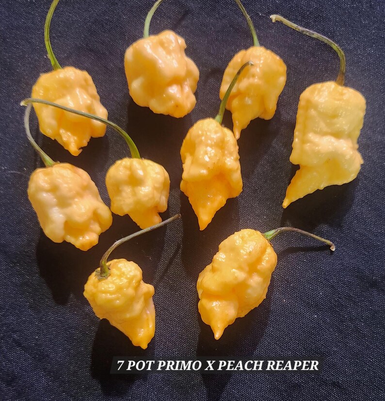 7 Pot Primo X Peach Reaper Pepper Seeds - Etsy