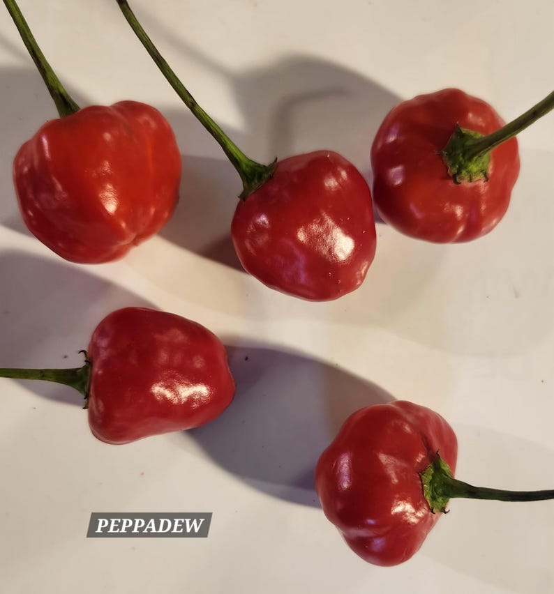 Peppadew (malawi Piquante) Pepper Seeds - Etsy