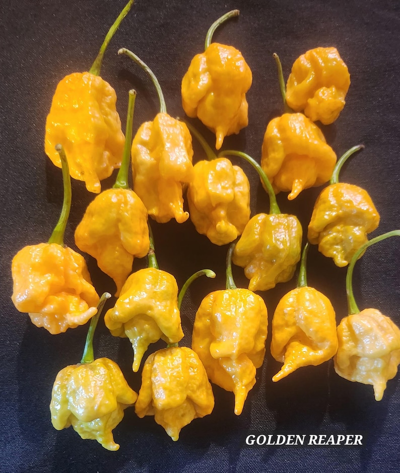 Golden Reaper Pepper Seeds - Etsy