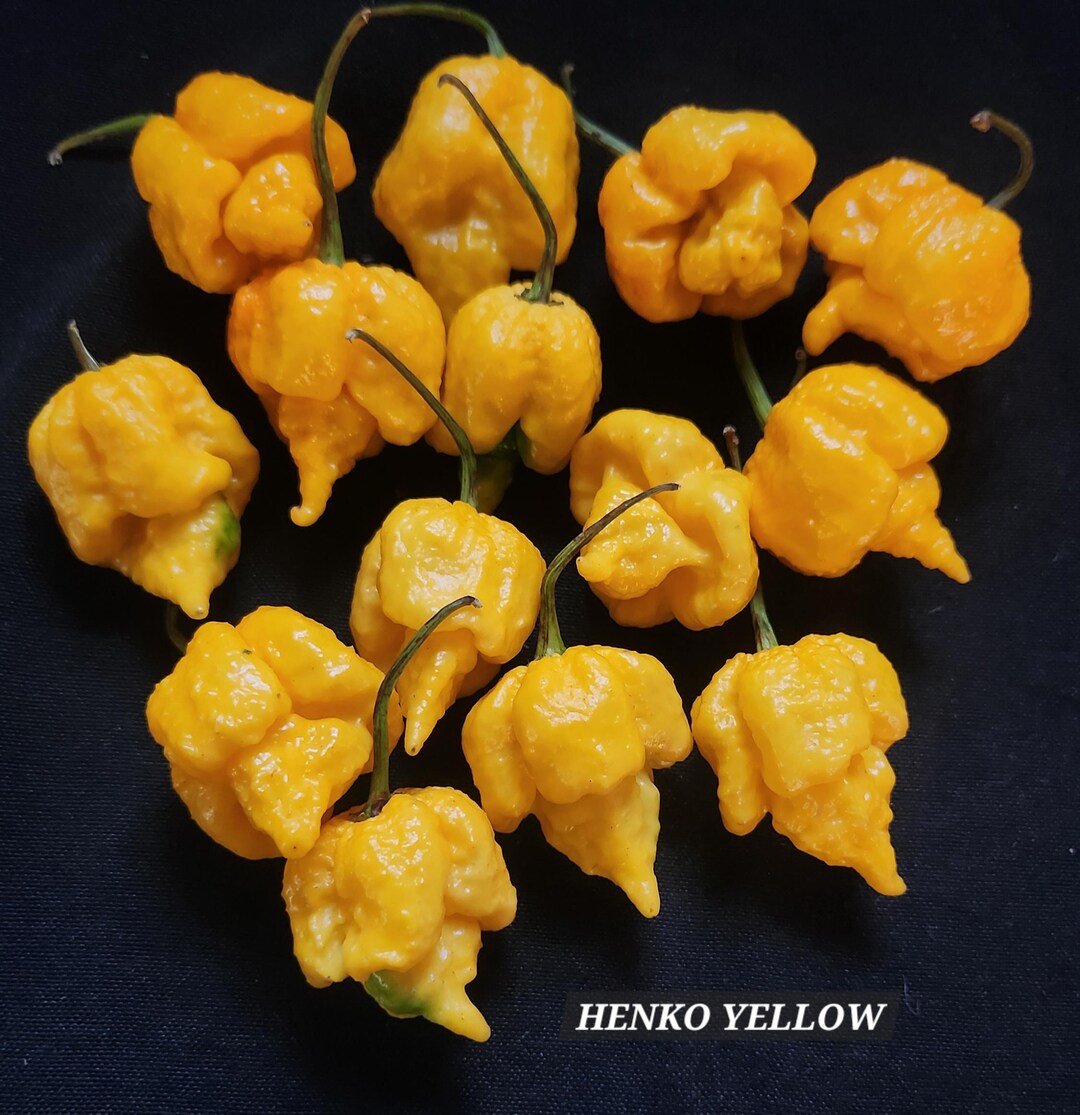 Henko Yellow Pepper Seeds - Etsy