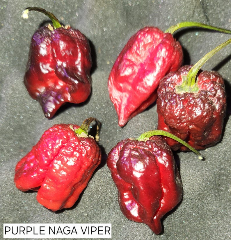 Purple Naga Viper Pepper Seeds - Etsy