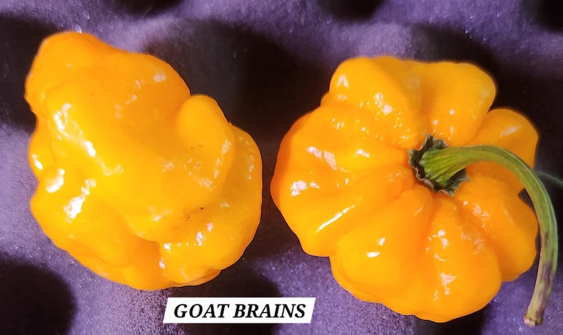 Goat Brains Yellow Pepper Seeds - Etsy