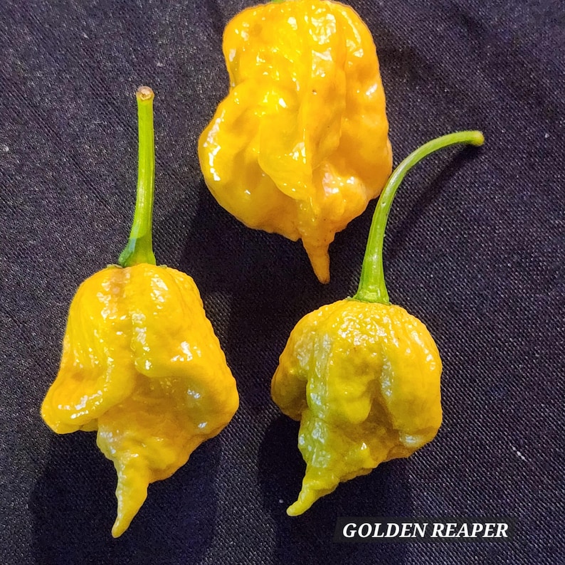 Golden Reaper Pepper Seeds - Etsy
