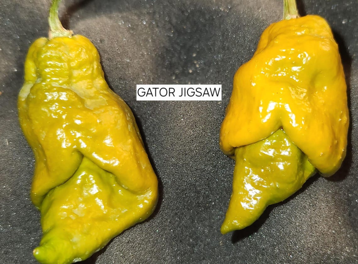 Gator Jigsaw Pepper Seeds - Etsy