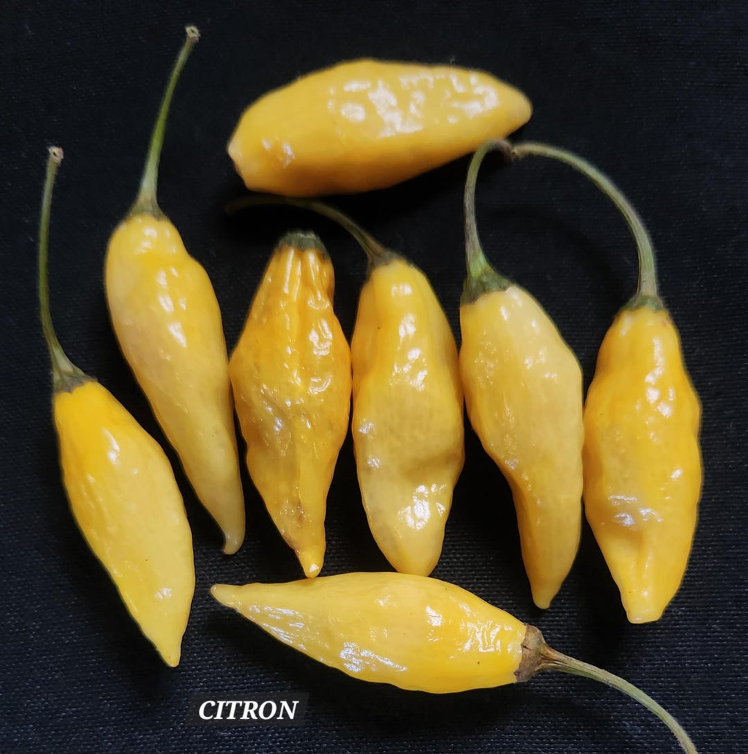 Citron Pepper Seeds - Etsy