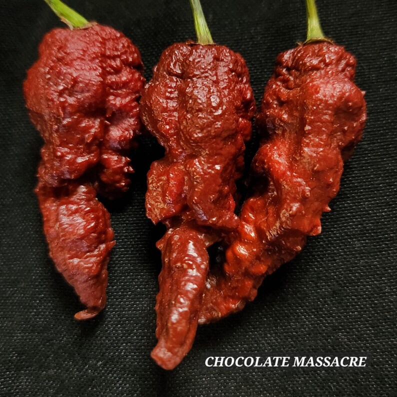 Chocolate Massacre Pepper Seeds - Etsy