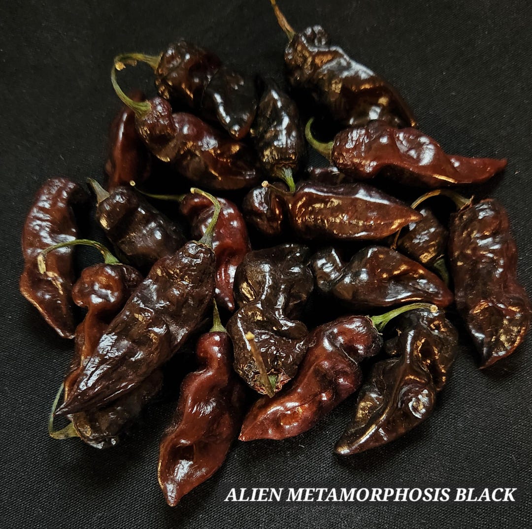 Alien Metamorphosis Black Pepper Seeds - Etsy