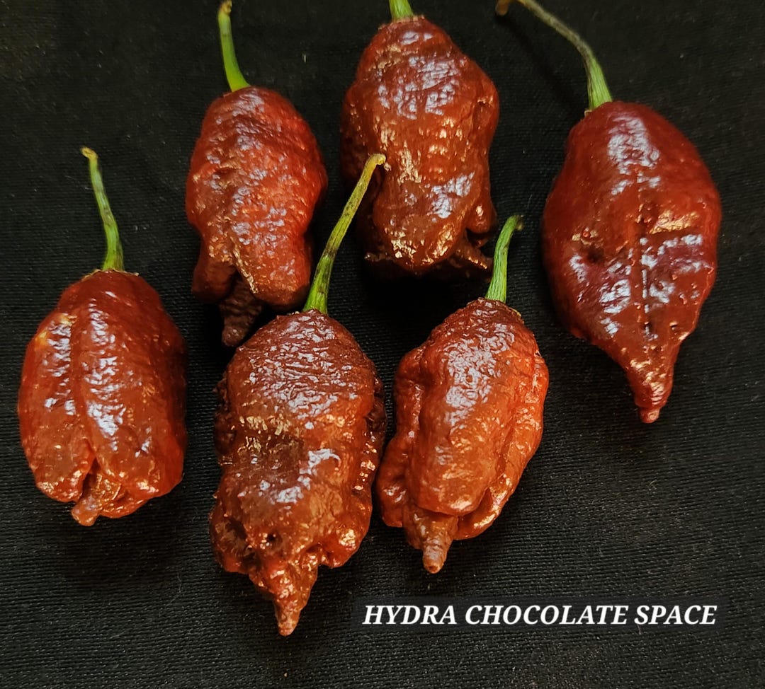 Hydra Chocolate Space! Peppers Pepper Seeds - Etsy