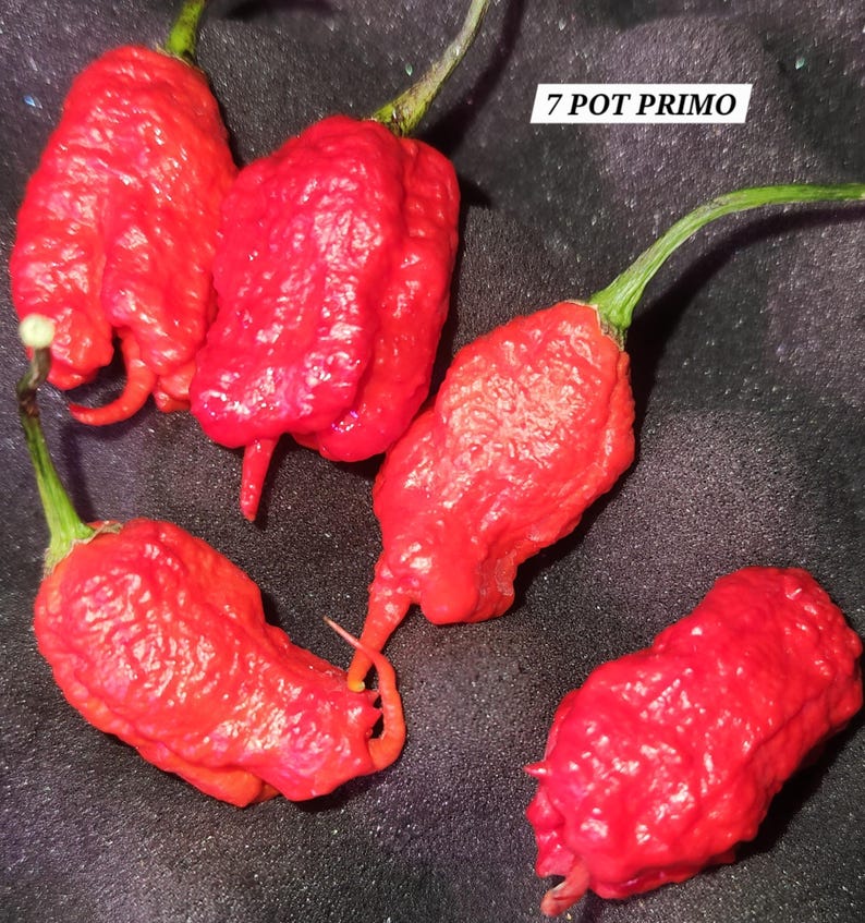 7 Pot Primo Pepper Seeds - Etsy