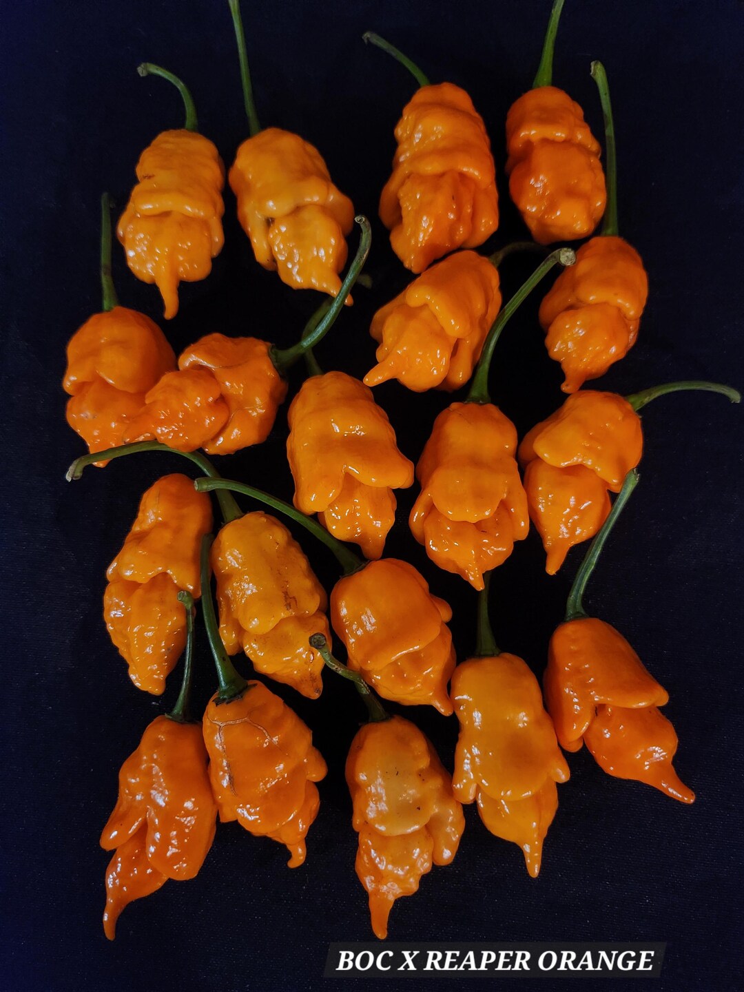 BOC X Reaper Orange Pepper Seeds - Etsy