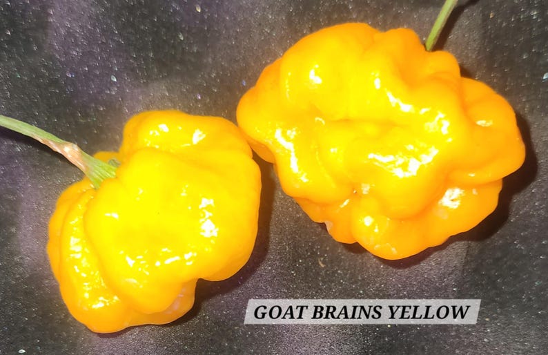 Goat Brains Yellow Pepper Seeds - Etsy