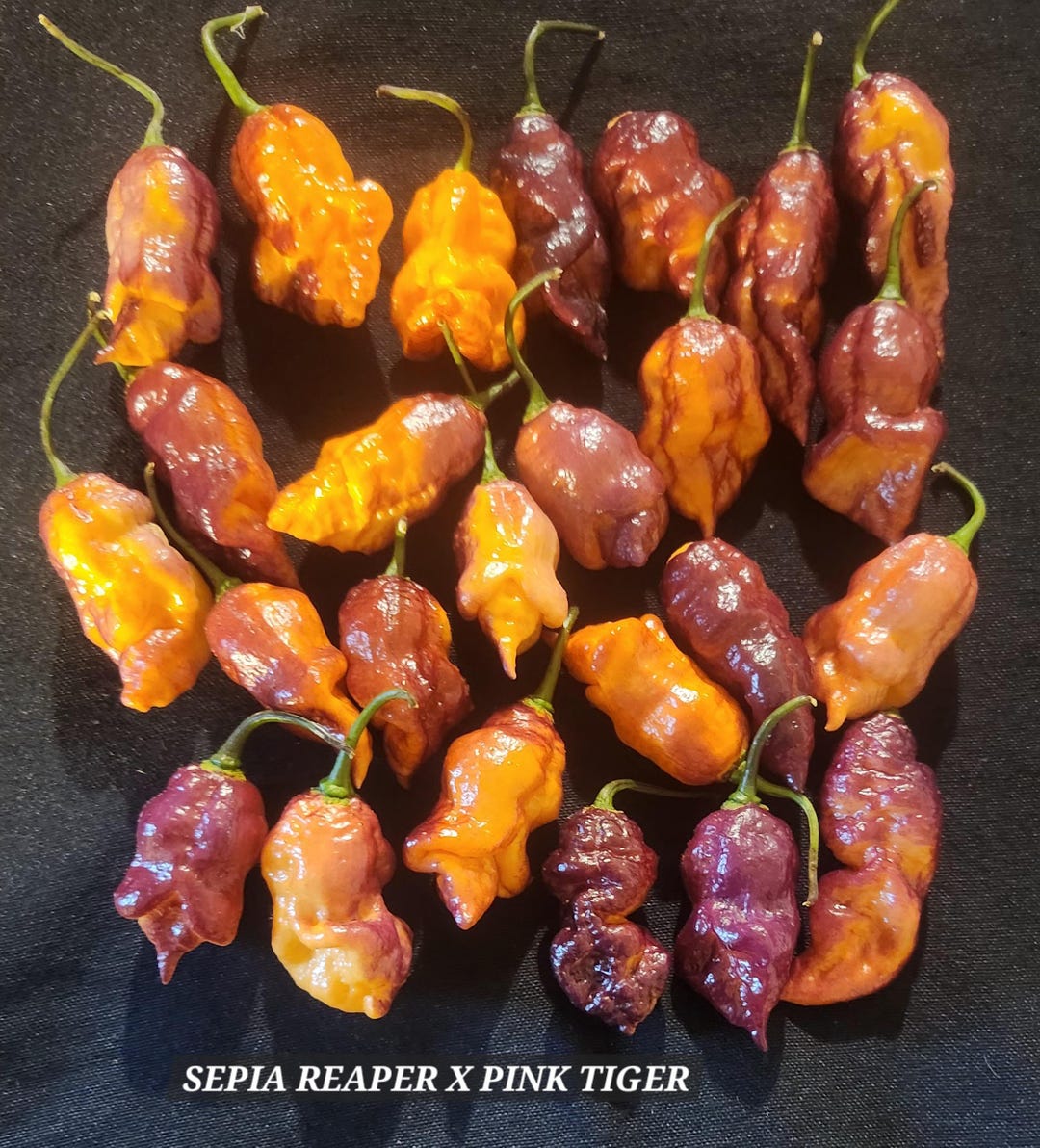 Sepia Reaper X Pink Tiger Peppers Seeds - Etsy