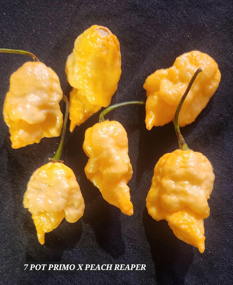 7 Pot Primo X Peach Reaper Pepper Seeds - Etsy