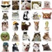 10/30/50PCS Funny Cat Meme Cartoon Sticker | Cute Cat Sticker for ...