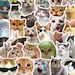 10/30/50PCS Funny Cat Meme Cartoon Sticker | Cute Cat Sticker for ...