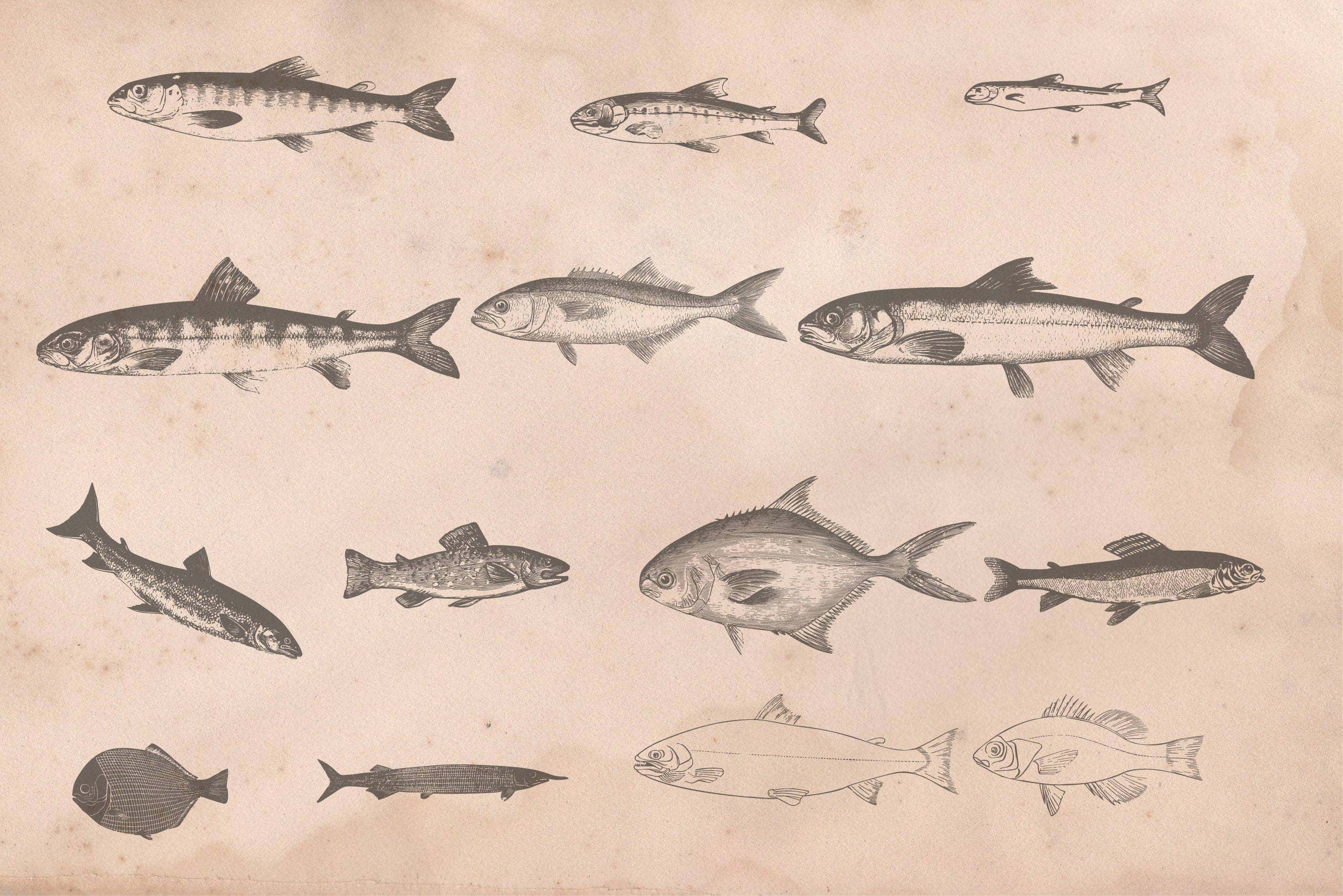 66 Fish and Fishing Illustrations, SVG Vector & PNG Format, Public ...