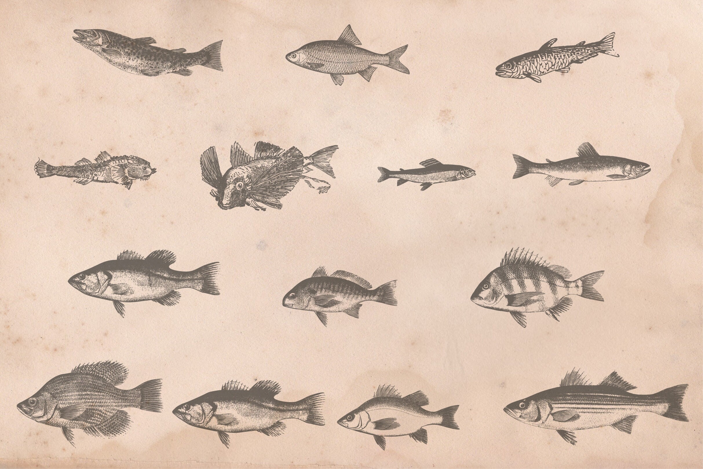 66 Fish and Fishing Illustrations, SVG Vector & PNG Format, Public ...