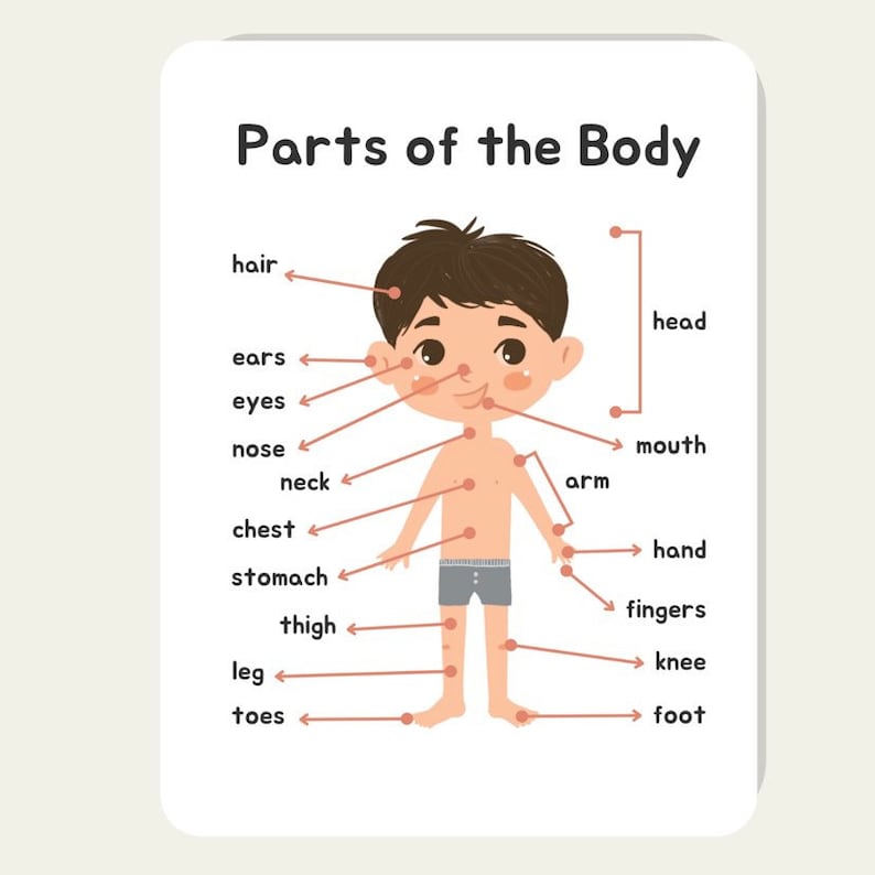Parts of the Body Posters X 3 Kids Learning Human Anatomy Educational ...