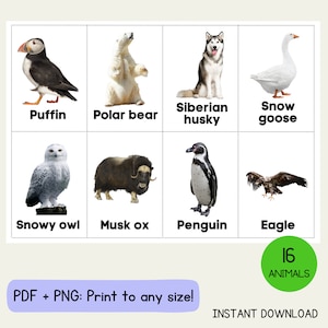 Arctic Animals Printable Flash Cards Preschool Children Kids Learning ...