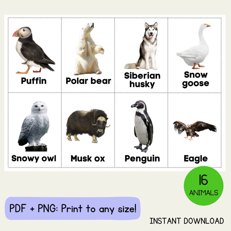 Arctic Animals Printable Flash Cards Preschool Children Kids Learning ...