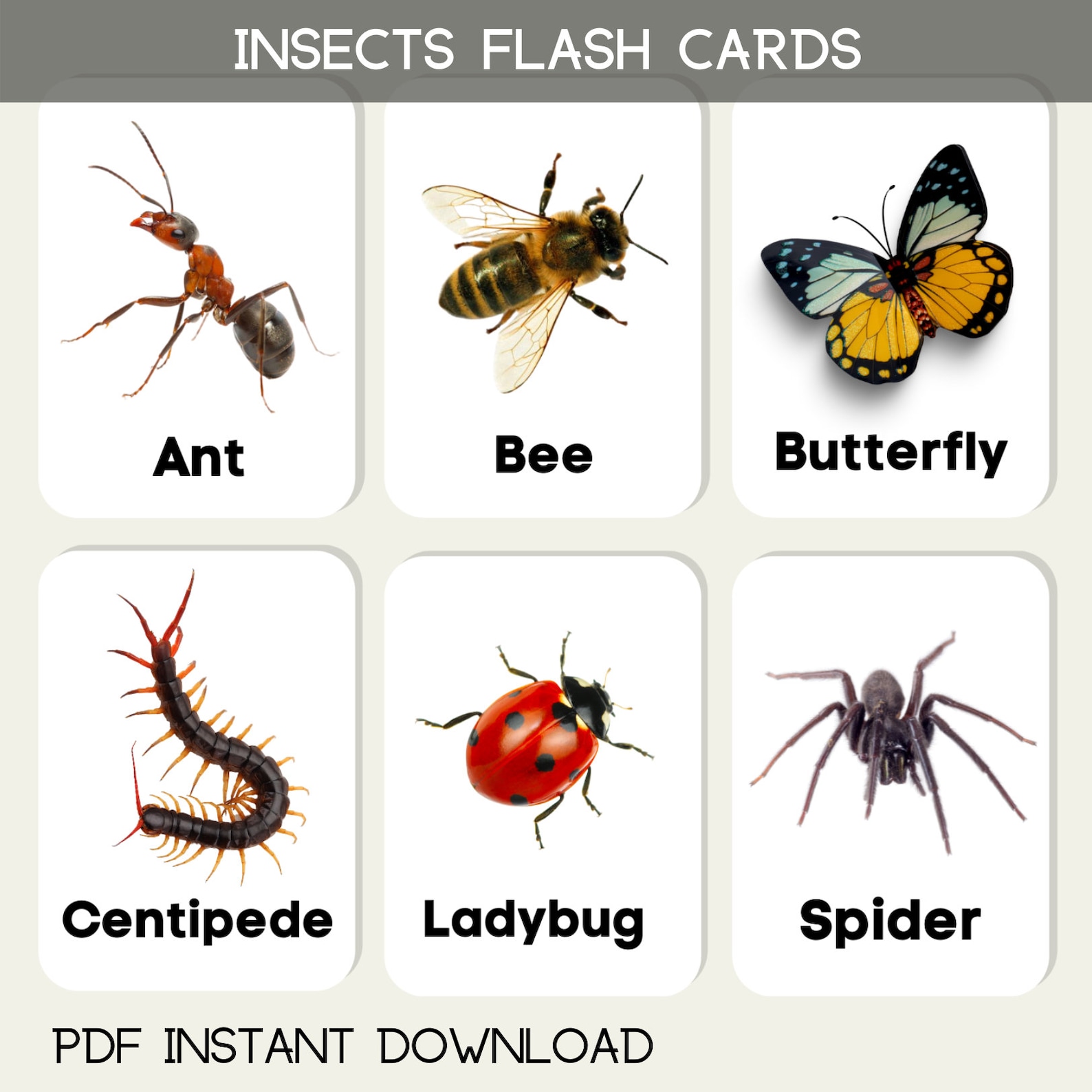 Insects Flash Cards Children Educational Learning PDF Printable Cards ...