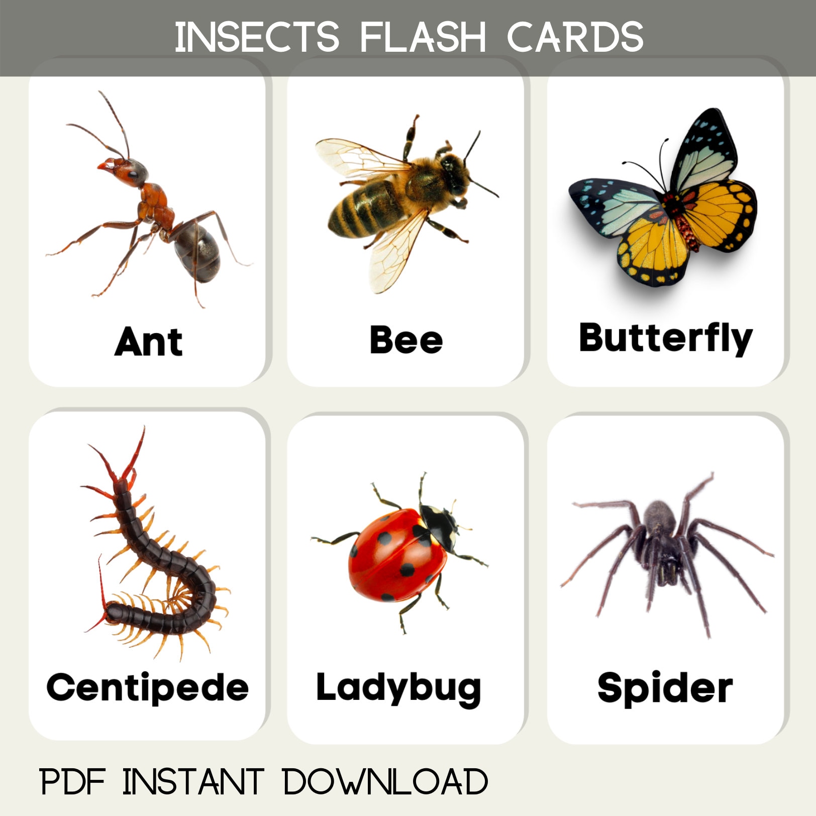 Insects Flash Cards Children Educational Learning PDF Printable Cards ...