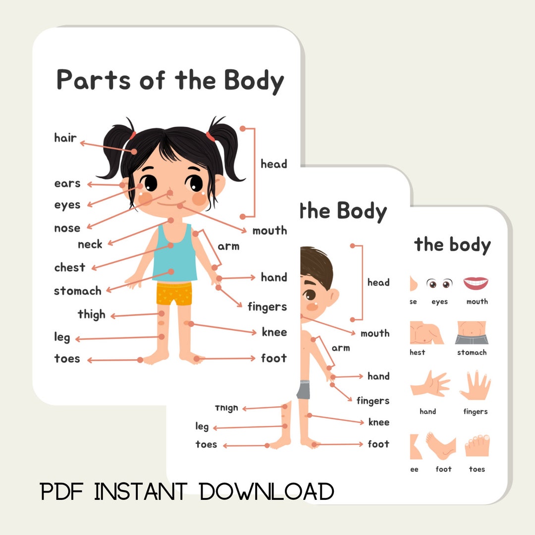 Parts of the Body Posters X 3 Kids Learning Human Anatomy Educational ...