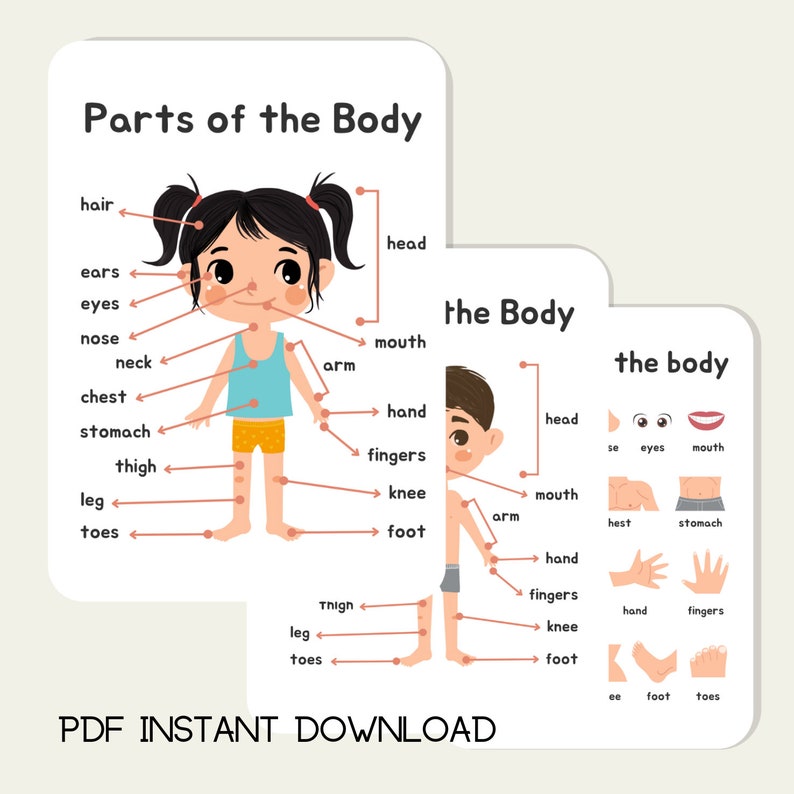 Parts of the Body Posters X 3 Kids Learning Human Anatomy Educational ...