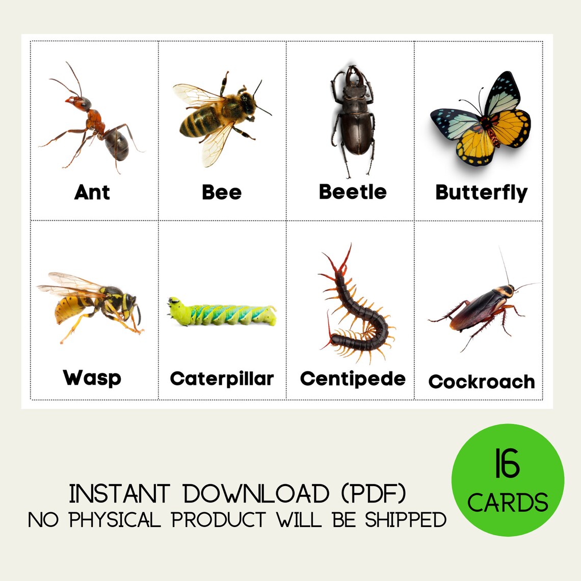 Insects Flash Cards Children Educational Learning PDF Printable Cards ...