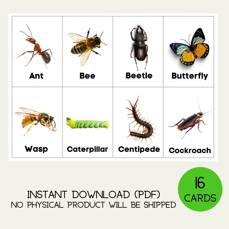 Insects Flash Cards Children Educational Learning PDF Printable Cards ...