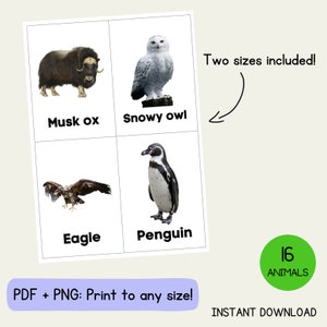 Arctic Animals Printable Flash Cards Preschool Children Kids Learning ...