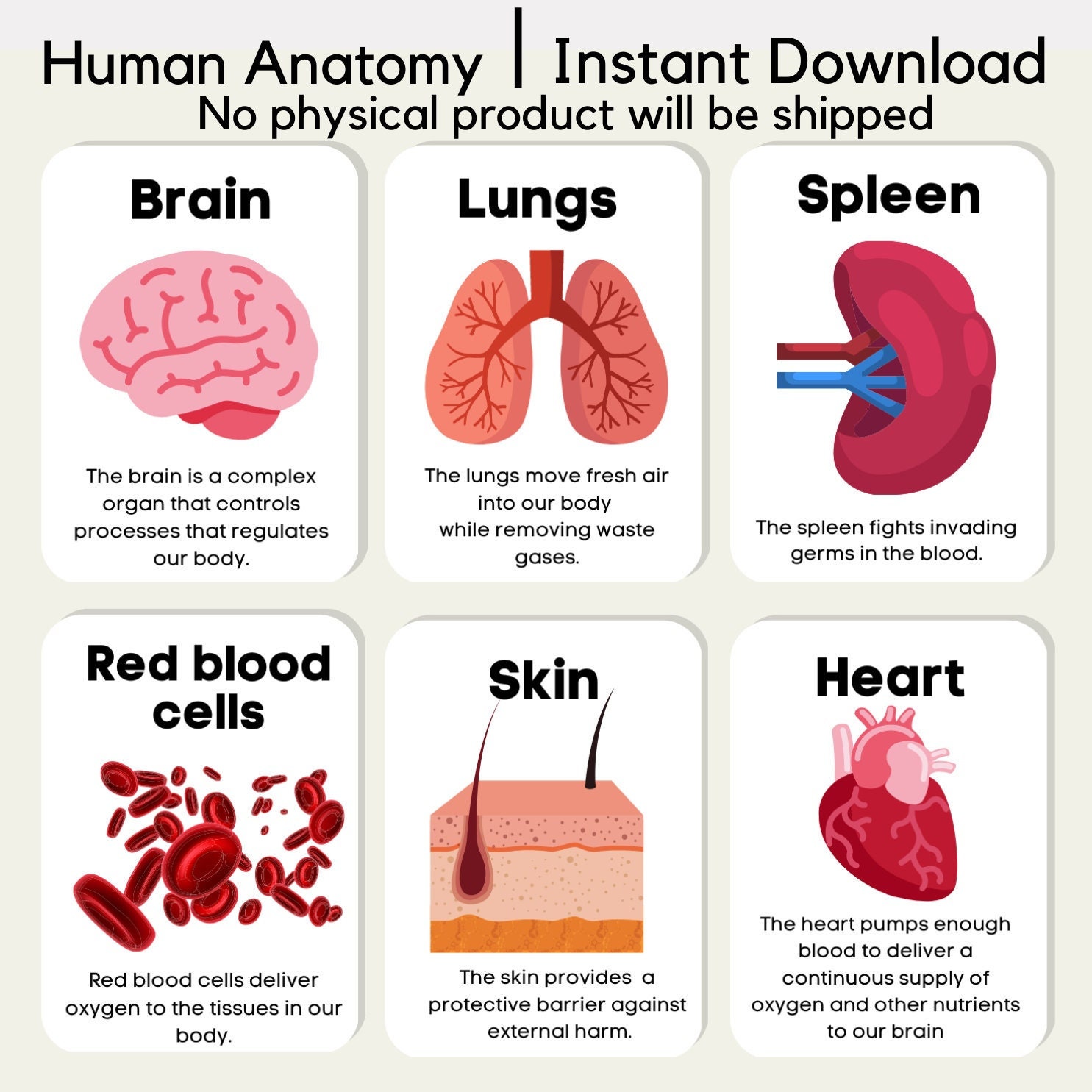 Human Anatomy Flash Cards Parts of the Body Scientific Body Children ...