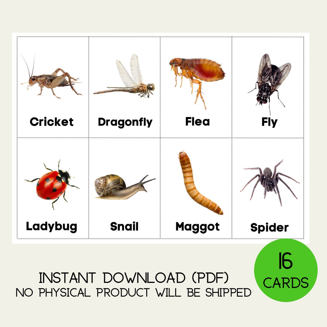 Insects Flash Cards Children Educational Learning PDF Printable Cards ...