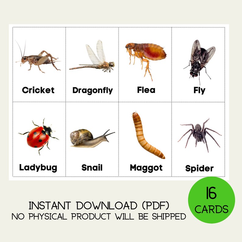 Insects Flash Cards Children Educational Learning PDF Printable Cards ...