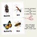 Insects Flash Cards Children Educational Learning PDF Printable Cards Download Activity - Etsy