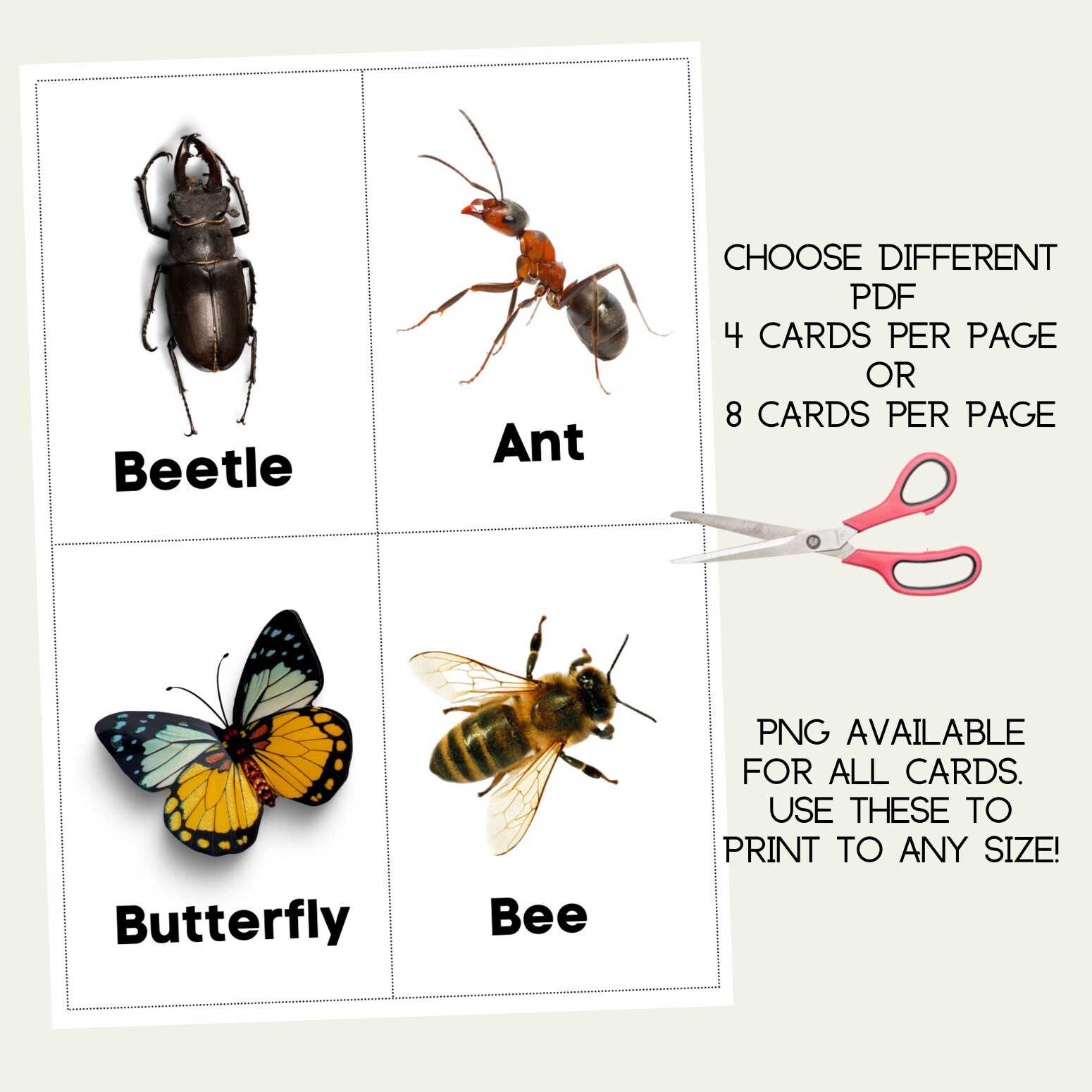 Insects Flash Cards Children Educational Learning PDF Printable Cards ...