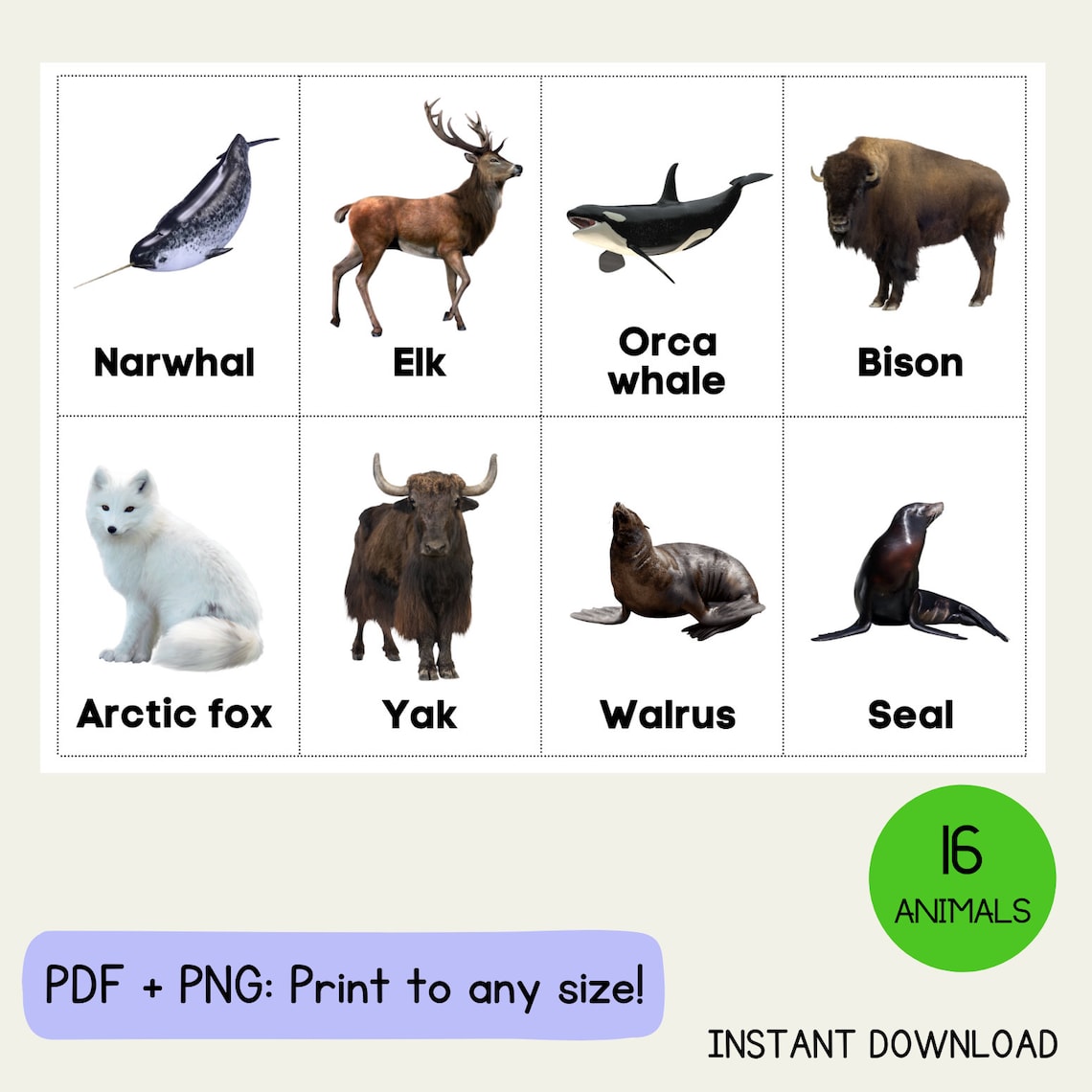 Arctic Animals Printable Flash Cards Preschool Children Kids Learning ...