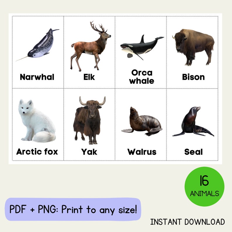 Arctic Animals Printable Flash Cards Preschool Children Kids Learning ...