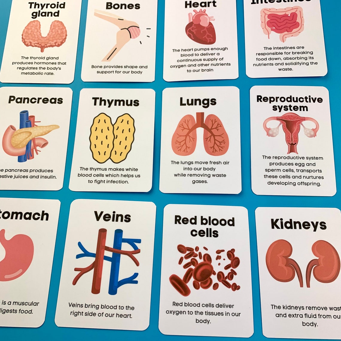 Human Anatomy Flash Cards Parts of the Body Scientific Body Children ...