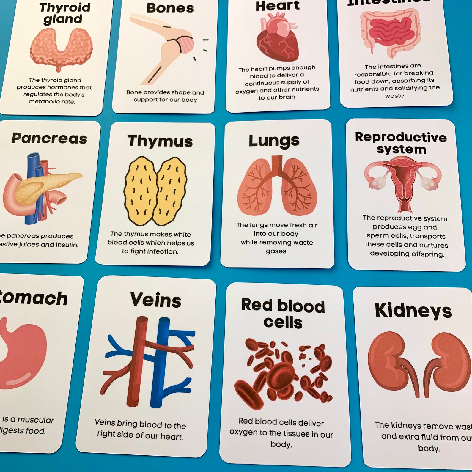 Human Anatomy Flash Cards Parts of the Body Scientific Body Children ...