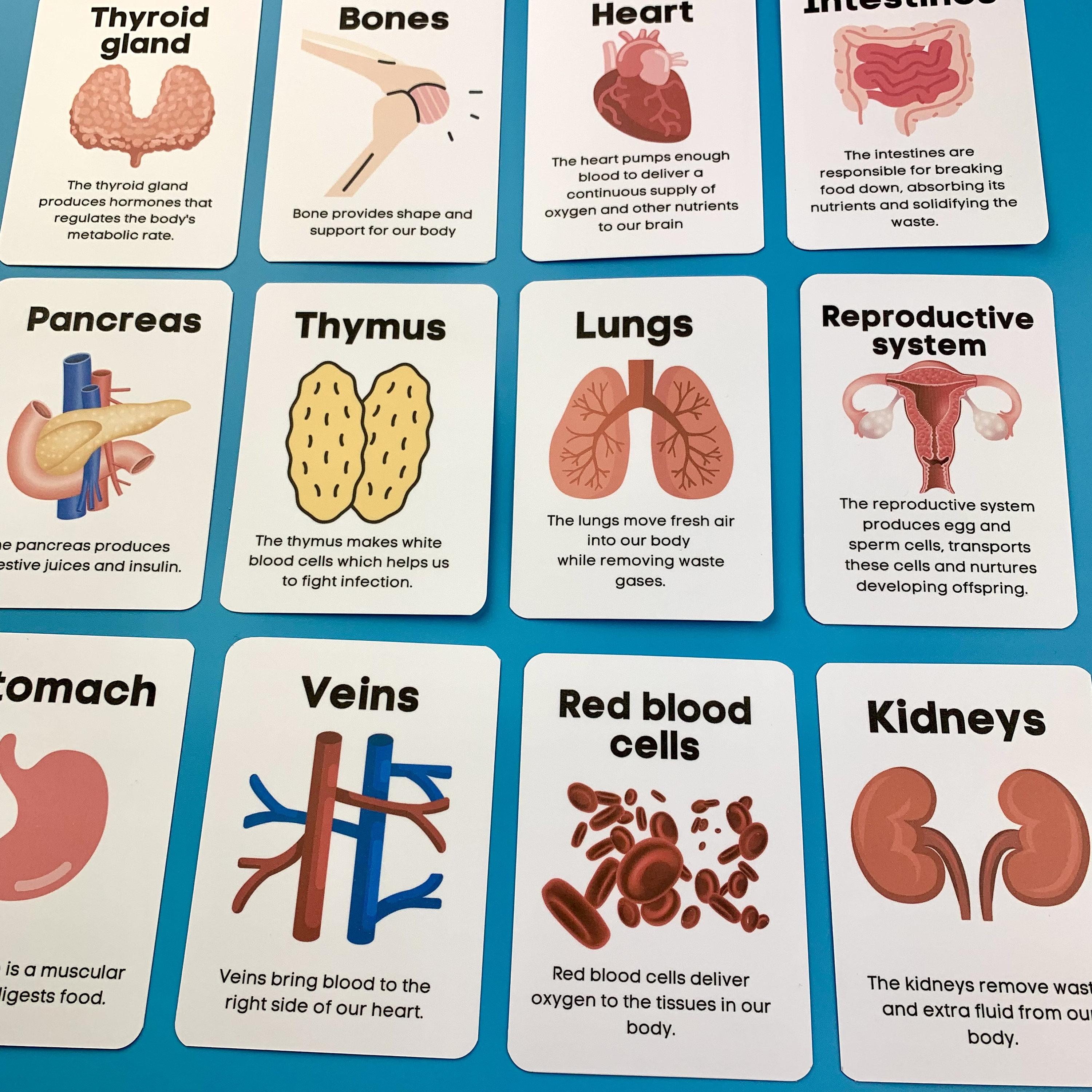 Tarjetas didácticas de anatomía humana, partes del cuerpo, cuerpo ...